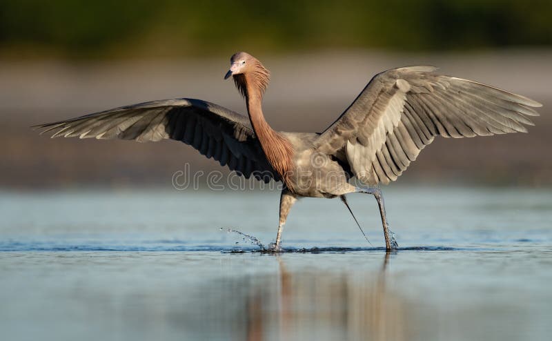 Reddish Egret in Florida stock image. Image of roseate - 147540065