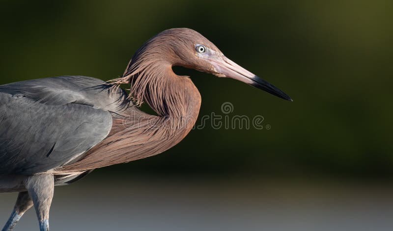 Reddish Egret in Florida stock photo. Image of jasper - 154648600