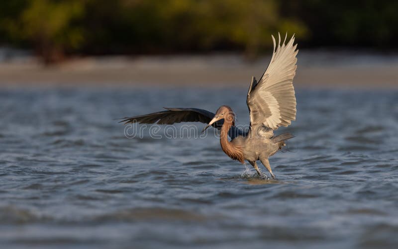 A Reddish Egret in Florida stock photo. Image of isle - 232602850