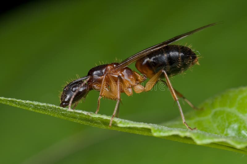 A Reddish Female Winged Ant Stock Photo - Image of fauna, brown: 10884332