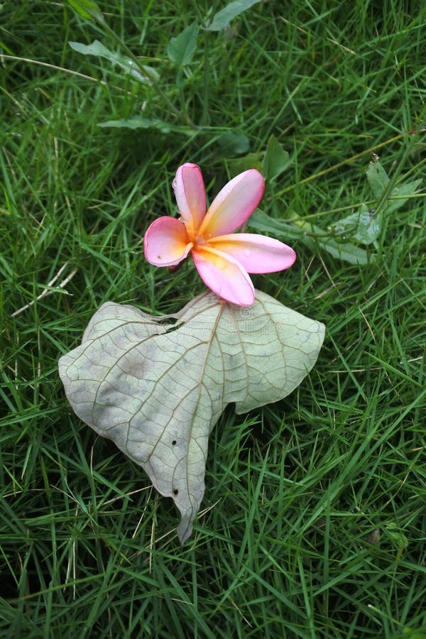 Reddish Frangipani Flowers Fall from the Tree Stock Image - Image of ...