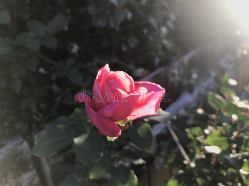 Red Rose in Backlight Sun Shine. Garden Flower. Stock Image - Image of ...