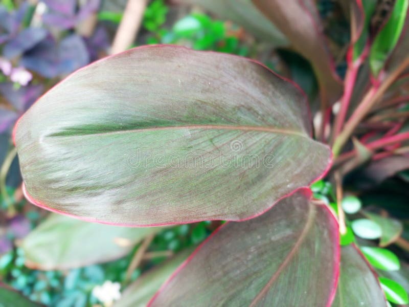 Reddish Green Leaves Growing in Flower Pots Stock Image - Image of ...