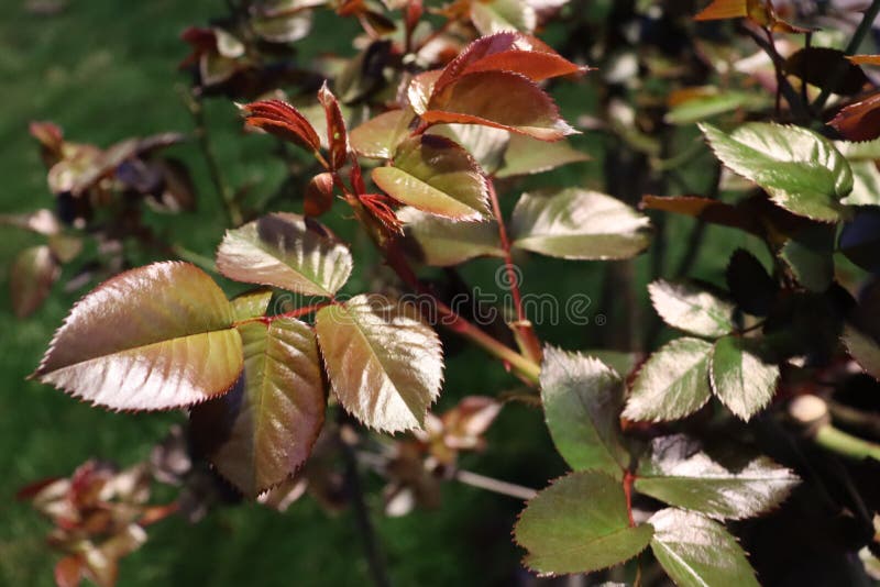 Rose bush leafs stock photo. Image of nature, outdoors - 176086038
