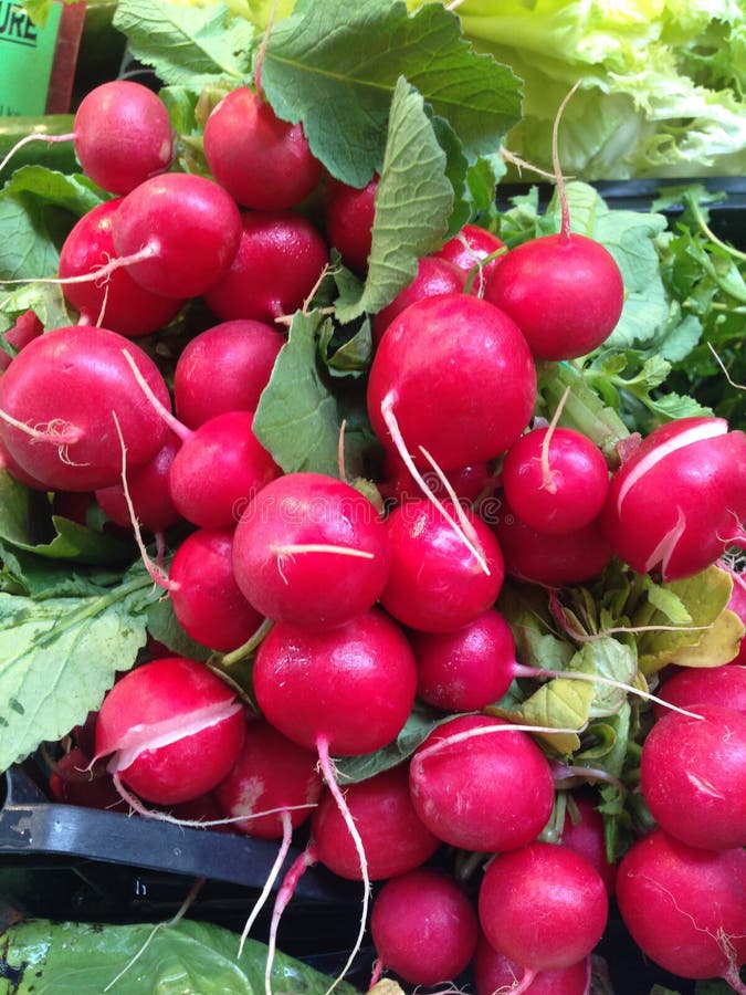 Reddish stock photo. Image of reddish, vegie, healthy - 83347302