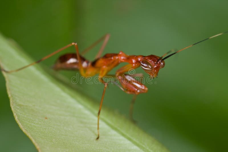 Red mantis nymph stock image. Image of park, kurt, nymph - 19832429
