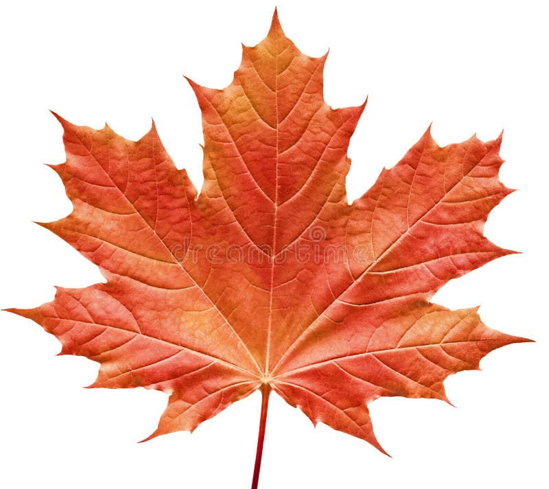5,300+ Maple leaf Free Stock Photos - StockFreeImages 5,300+ Maple leaf Free Stock Photos - StockFreeImages