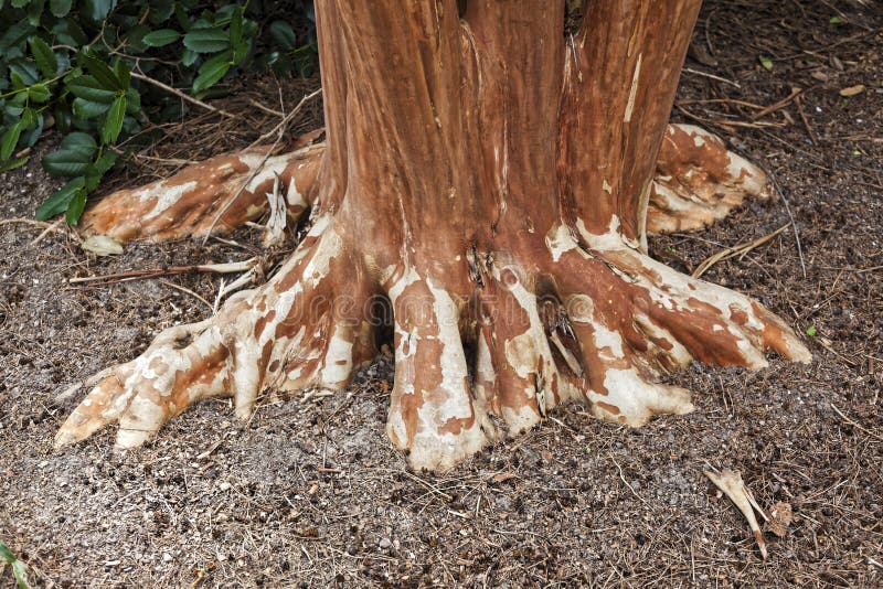 Crepe Myrtle Trunk stock image. Image of plant, nature - 118659167