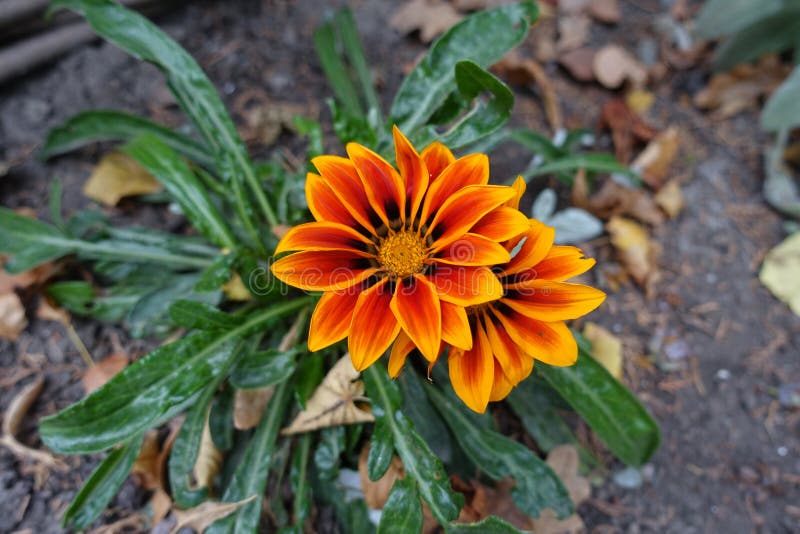 Reddish Orange Flowers of Gazania Rigens in October Stock Image - Image ...