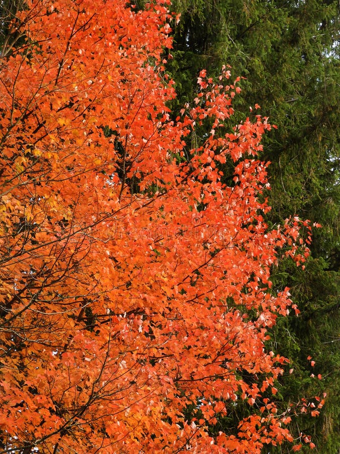 Reddish Orange Maple Tree Contrasted with Green Pine Tree Stock Photo ...