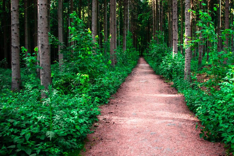 Reddish Perspective Straight Forest Path through a Spruce Forest Stock ...