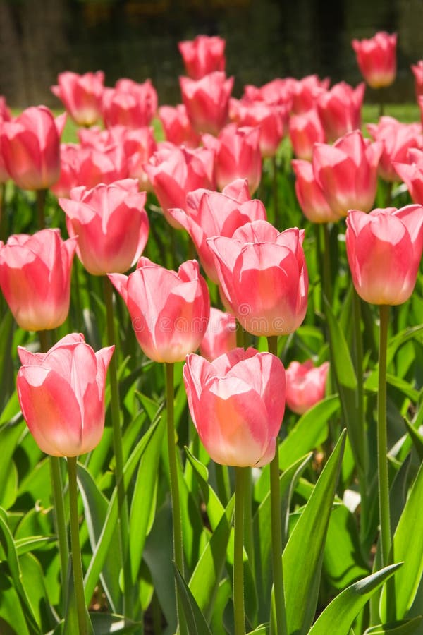 Reddish-pink Tulips in Spring Stock Image - Image of natural, floral ...