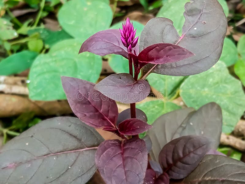 Reddish purple wild plant stock image. Image of autumn - 259626643