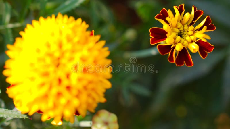 A Reddish Small Marigold Flower Captured in Close Up Stock Photo ...