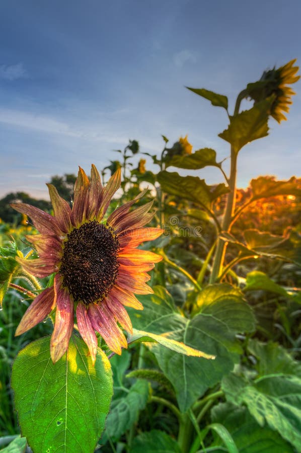 Reddish Sunflower in Field Sidelit by Rising Sun Stock Photo - Image of ...