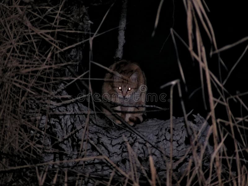 A Reddish Tabby Cat Sitting on a Tree Trunk in the Dark. Stock Image ...