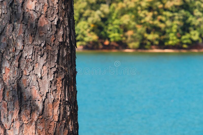 Reddish Tree Bark and Deep Blue Water at Beach with Changing Leaves in ...