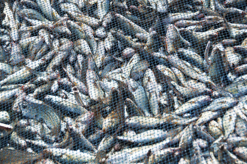 Rede dos peixes foto de stock. Imagem de pesca, fresco - 37060632