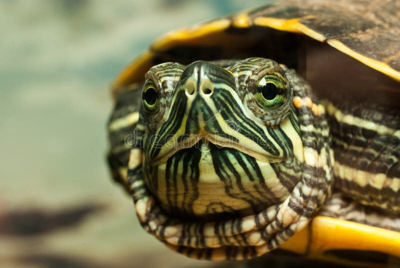 Redeared turtle stock photo. Image of nose, bumpy, pond - 11984328