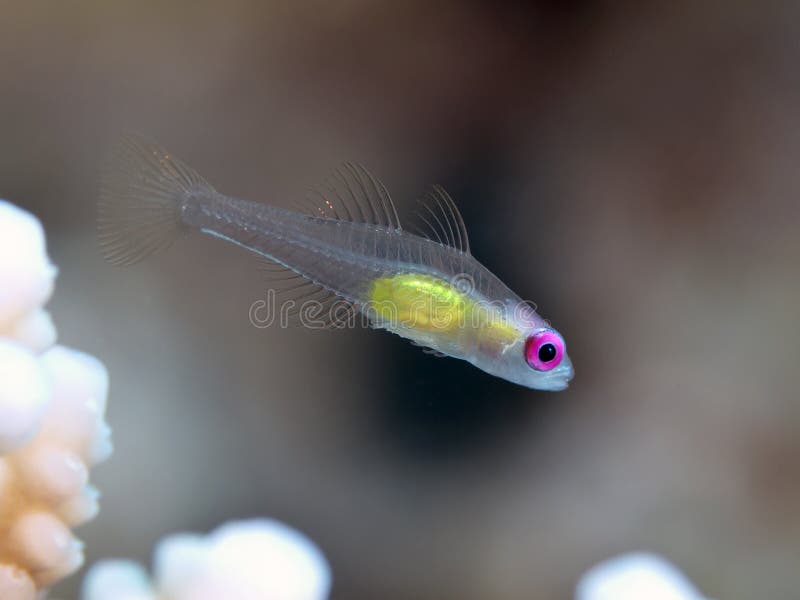 Redeye goby stock photo. Image of redeye, coral, exotic - 31413250