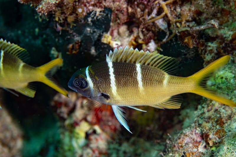 Monotaxis Heterodon Stock Photos - Free & Royalty-Free Stock Photos ...