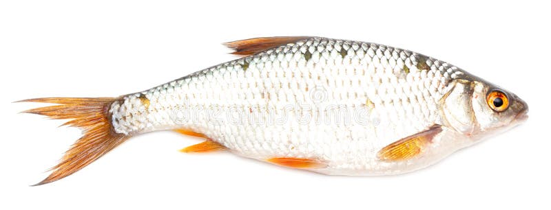 Redfin Fish Isolated on White Background Stock Photo - Image of closeup ...