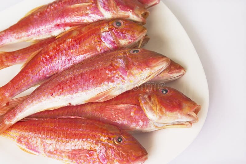 Redfish stock image. Image of seafood, market, water, eating - 8438017