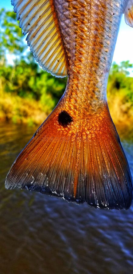 Redfish fish orange tail stock photo. Image of tail - 114721442