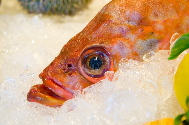 Redfish on ice stock image. Image of silver, lemon, health - 32943511