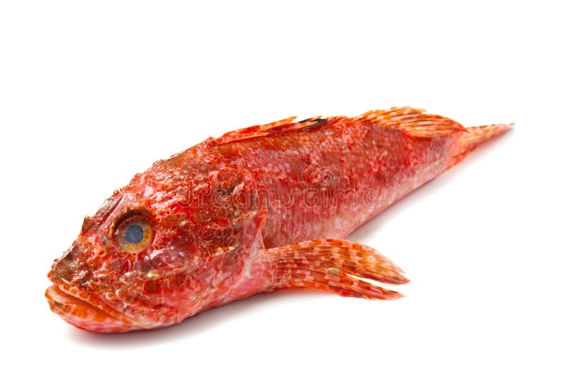 Redfish stock image. Image of restaurant, cuisine, preparation - 31533671