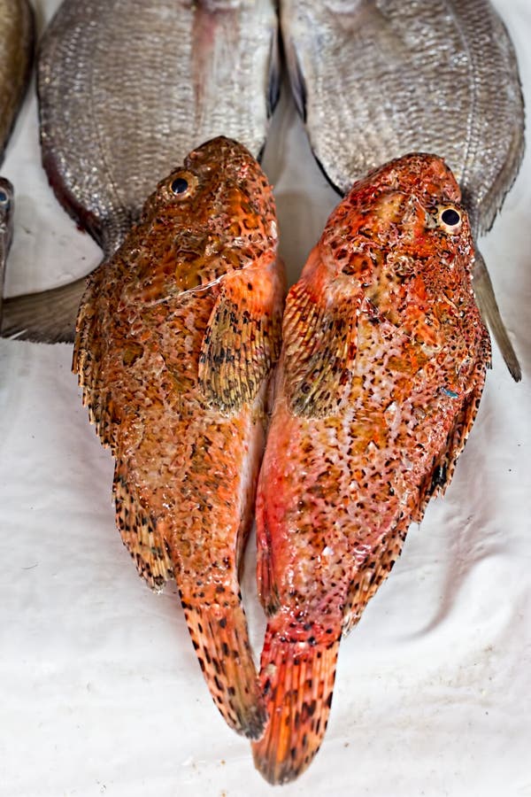 Redfish on market stock image. Image of delicious, fisherman - 88696947