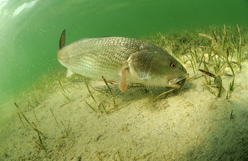 Redfish in ocean stock image. Image of underwater, fishing - 31338029