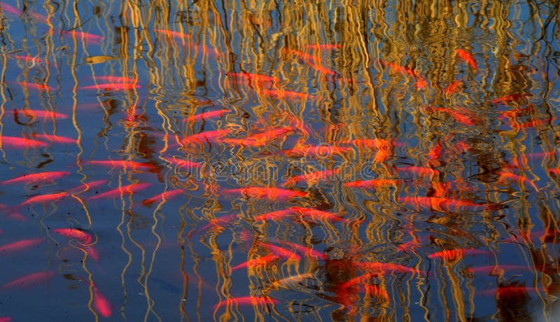 Redfish reed stock image. Image of beautiful, fish, decoration - 17100487