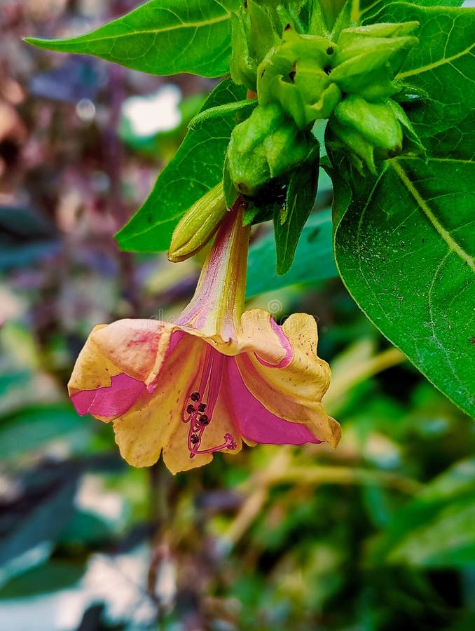 RedFlower and Yellow Flower Marvel of Peru Stock Image - Image of green ...