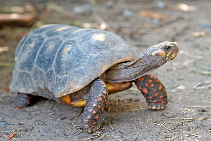 Redfoot tortoise stock photo. Image of wildlife, redfoot - 55269774