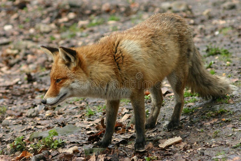 Redfox stock image. Image of sunlight, cute, brush, nature - 40507979