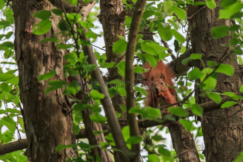 Redhaired, Furry Squirrel Nibbles Something in the Branches of Trees ...