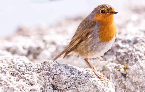 Redhead bird in Monaco 2 stock image. Image of bulgaria - 240429897