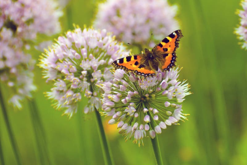Redhead Butterfly on Big Round Purple Flowers Stock Image - Image of ...