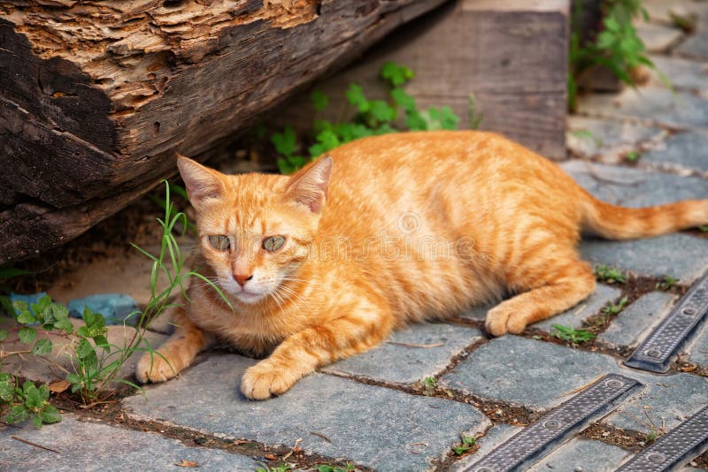 Redhead Cat Laying on the Street in Antalya in Turkey Stock Photo ...