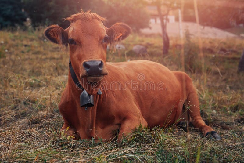 Redhead Cow with Bell Around Its Neck Rests on Field in Alps Stock ...