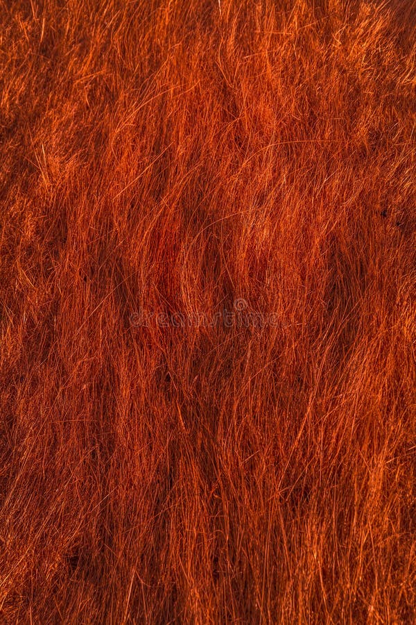 Redhead Dry Grass Texture stock photo. Image of field - 49512884