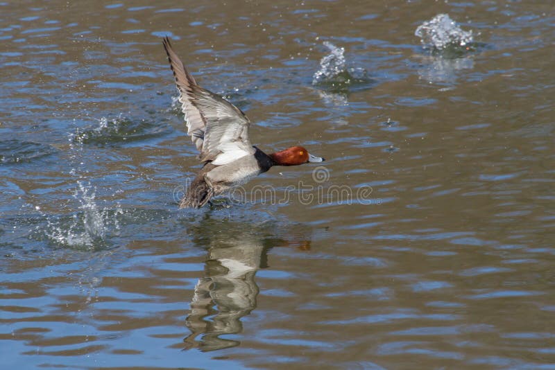 Redhead Duck stock image. Image of flight, north, reflection - 38403017