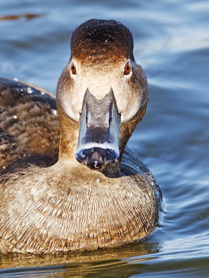 Redhead stock photo. Image of river, wildlife, duck, water - 63921260