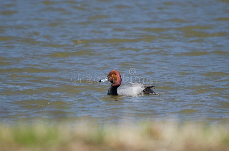 Redhead Duck Drake stock image. Image of fowl, feather - 79881237