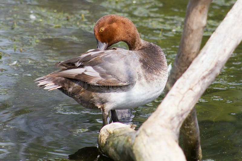 Redhead Duck Preening on a Log Stock Image - Image of lake, standing ...