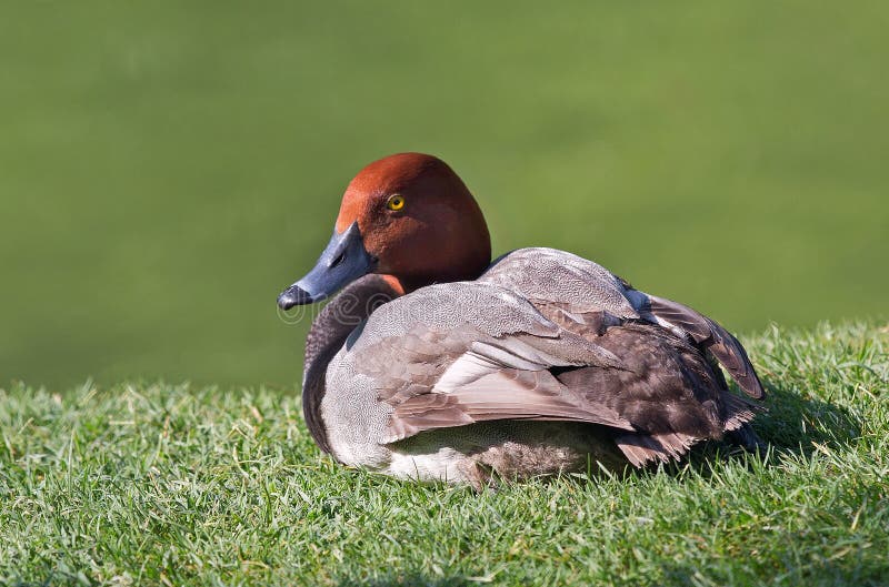 Drake Redhead Duck stock image. Image of wildlife, pond - 12350541