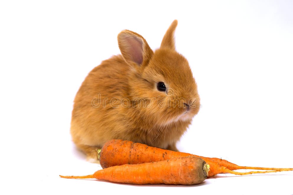 Rabbit and carrot stock image. Image of carrot, fluff - 100200315