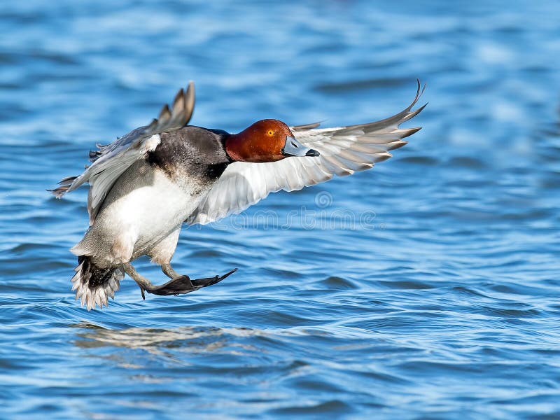 Male Redhead Duck Close-up stock photo. Image of head - 137445656
