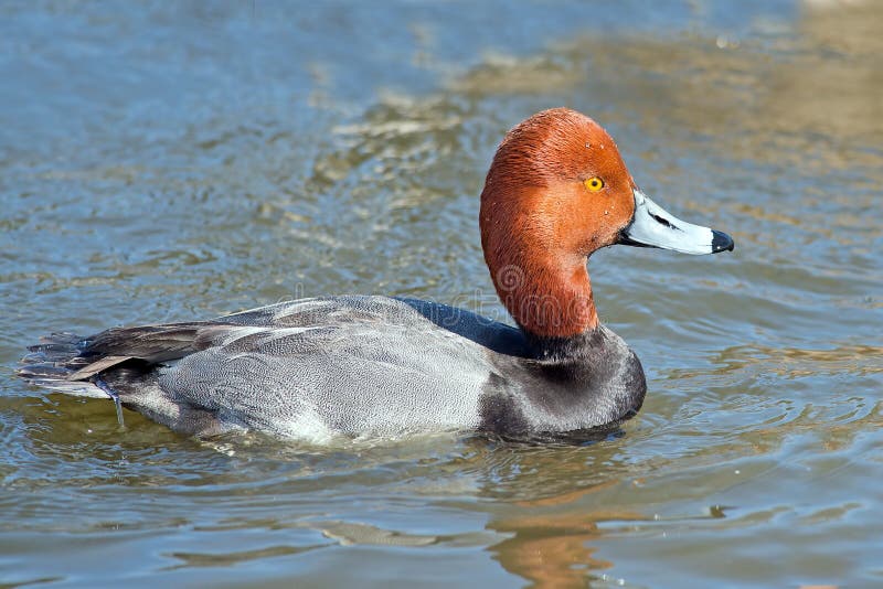 Male Redhead Duck Close-up stock photo. Image of head - 137445656